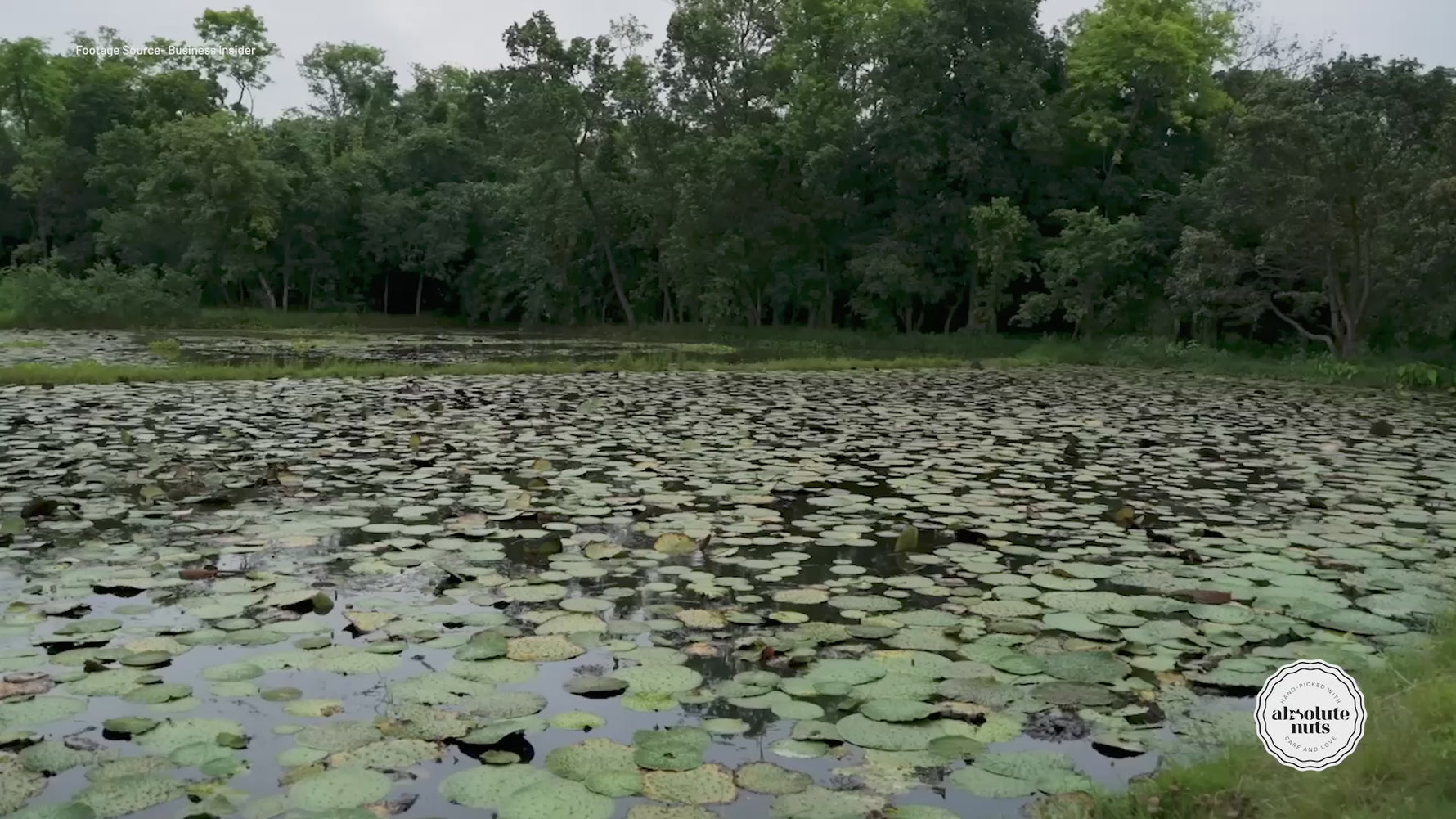 Buy Best Nuts & Dry Fruits Online | The Absolute Nuts